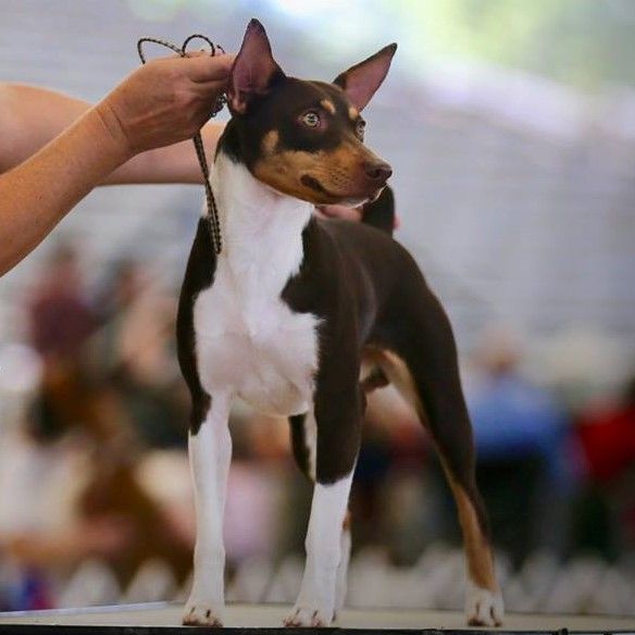 Standard Rat Terriers