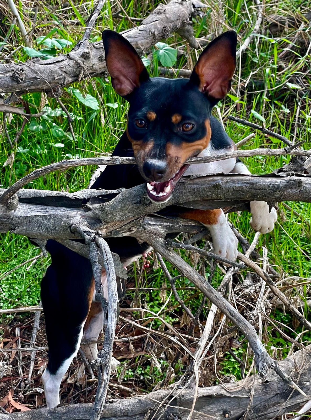Standard Rat Terriers