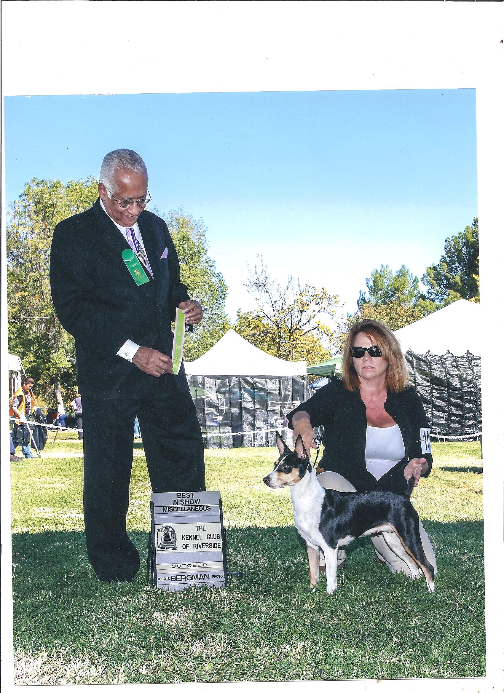 Standard Rat Terriers