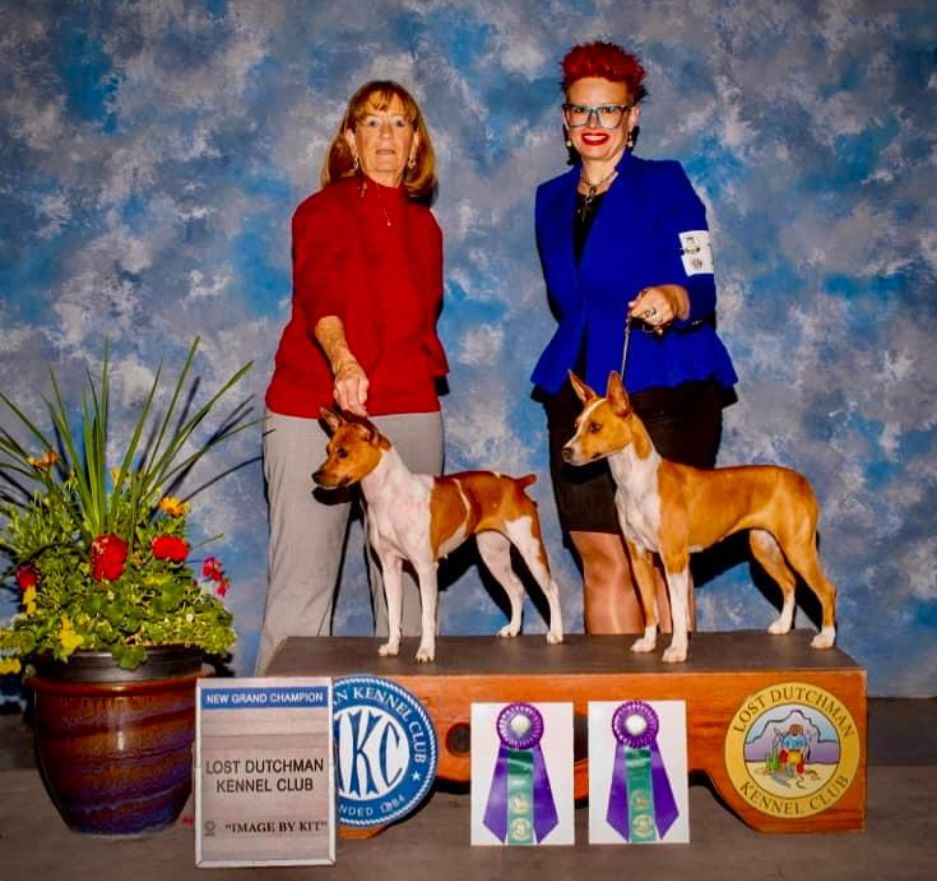 SKIPPIN CJ RANCH Standard Rat Terriers - Show Photographs