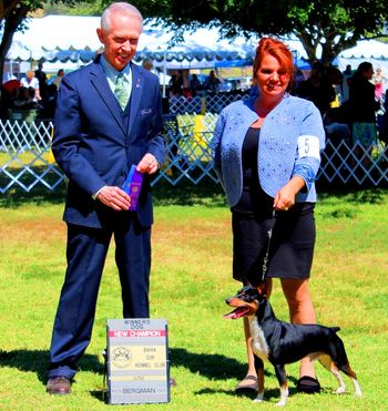 Standard Rat Terriers