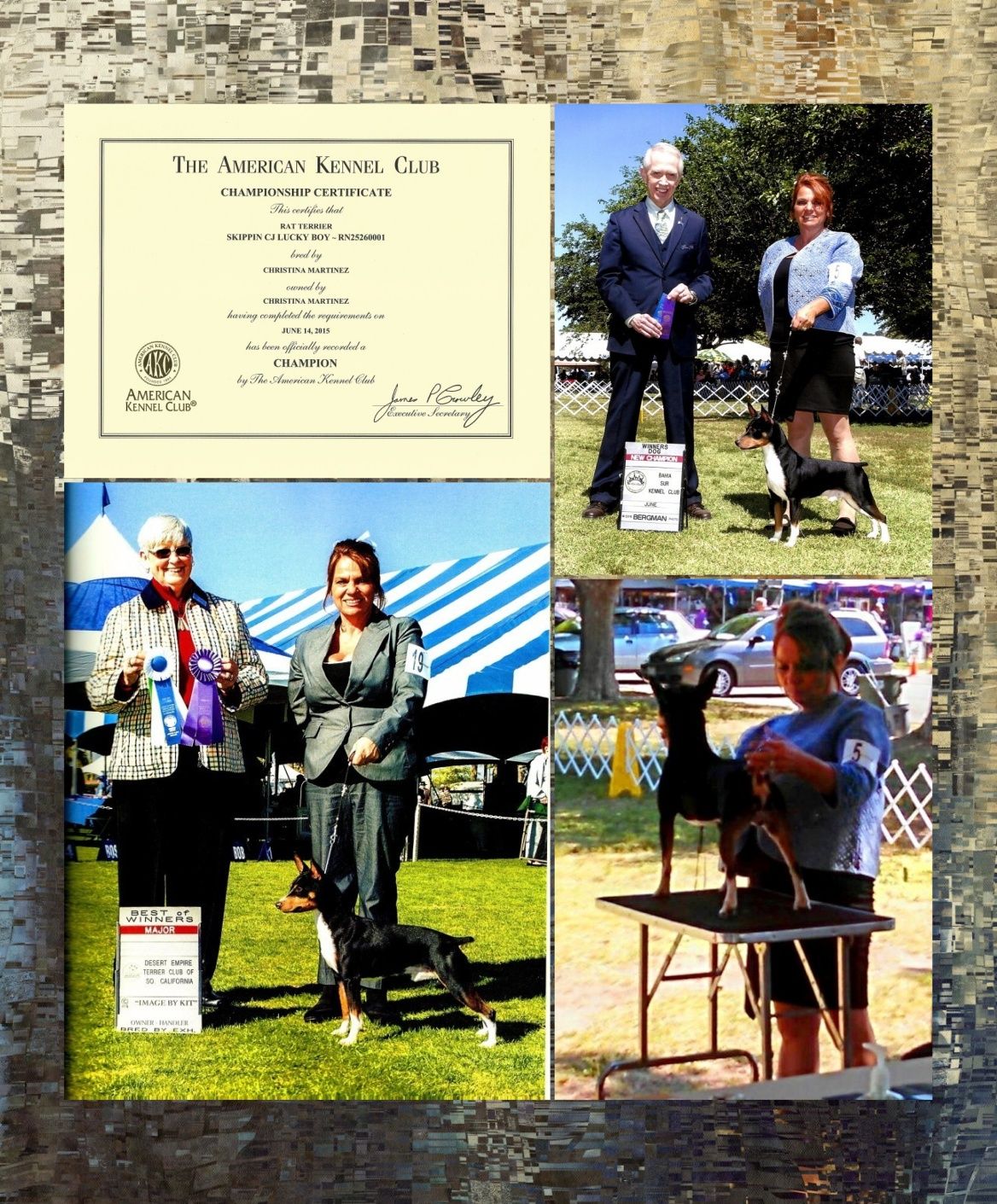 Standard Rat Terriers