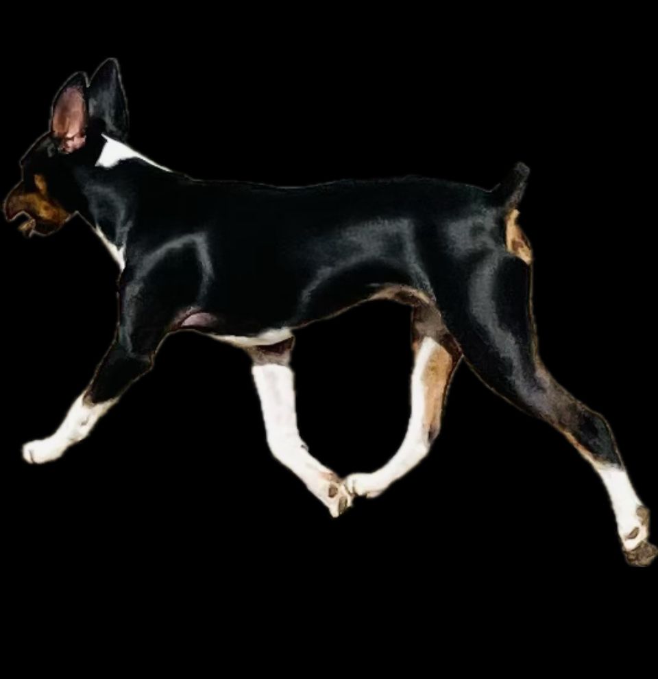 Standard Rat Terriers