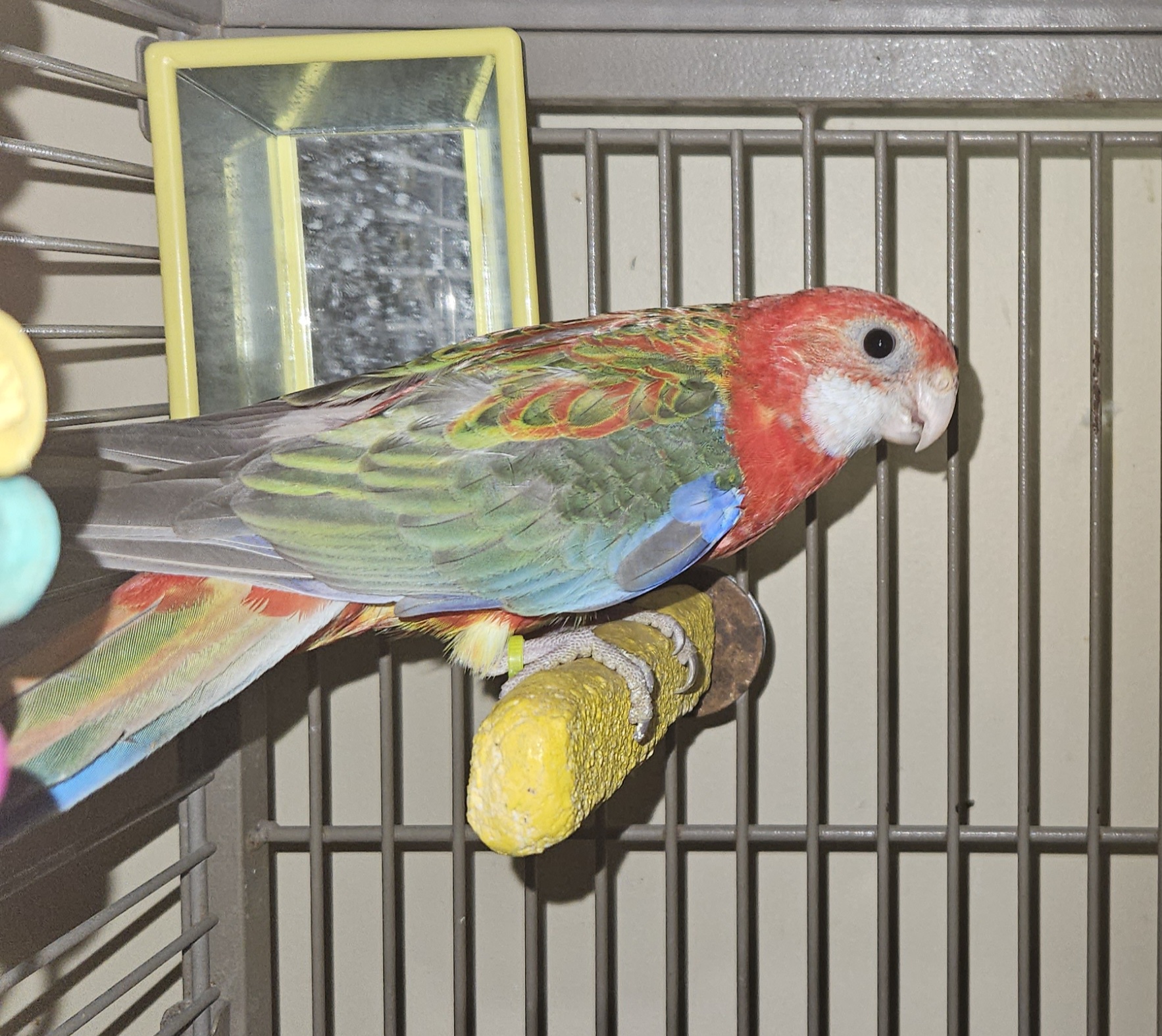 Wittsend Kennels - Cage birds