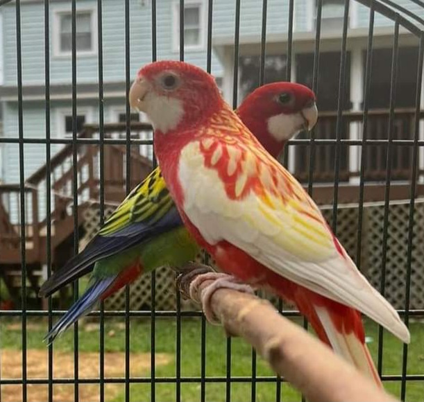 Wittsend Kennels - Cage birds