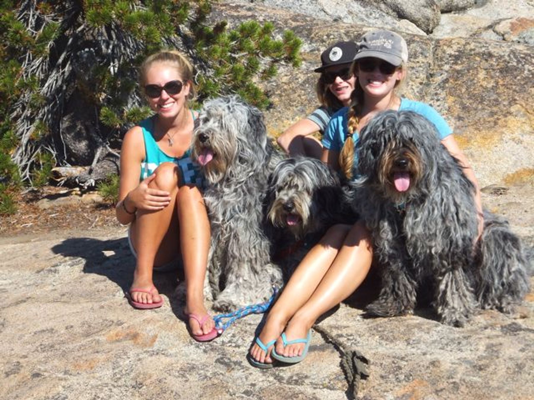 Spellbound Bergamasco Sheepdogs - Bergamasco breeder
