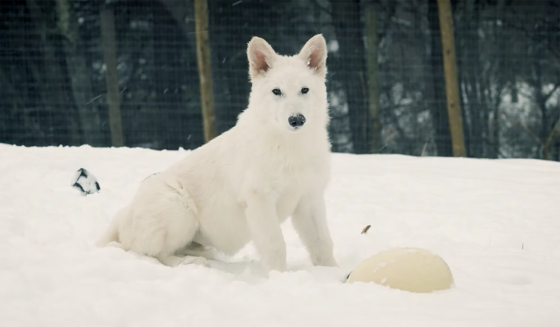 Jurassic Bark? Scientists Revive Dire Wolf Using 10,000 Year Old DNA ...