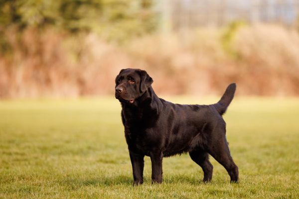 Soundview Labradors and Bullmastiffs - Tucker