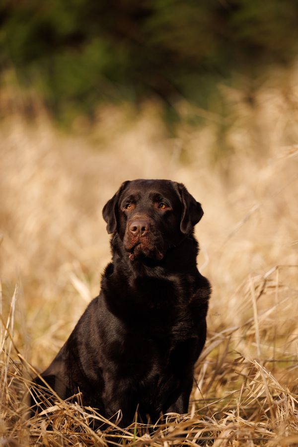 Soundview Labradors and Bullmastiffs - Tucker