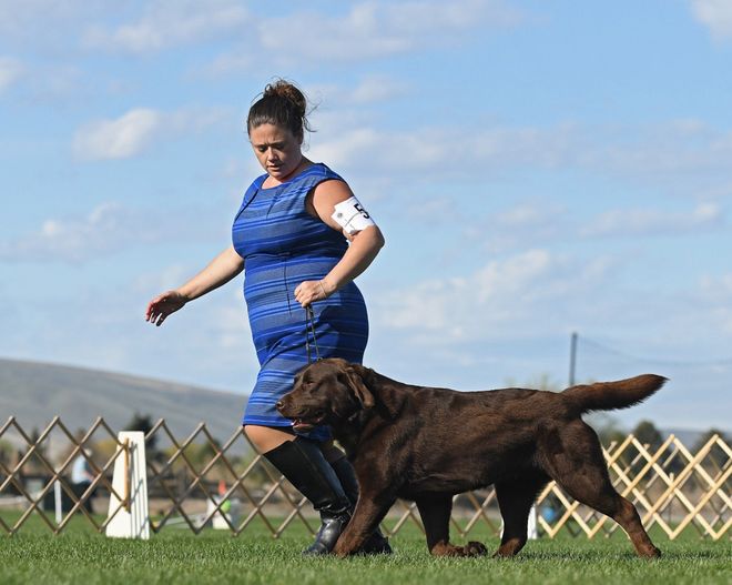 Soundview Labradors and Bullmastiffs - Blue