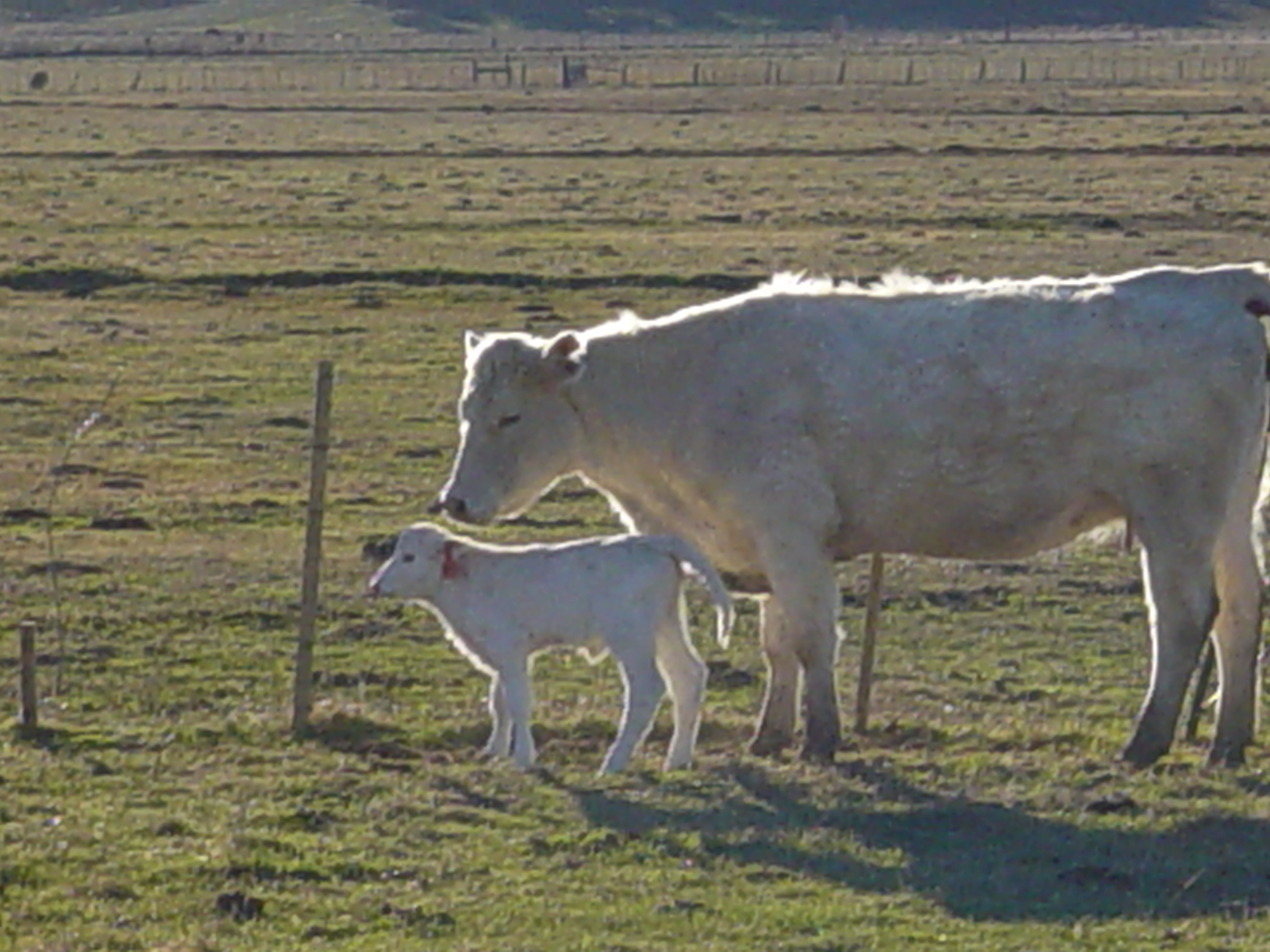 howardcattleco - Bio