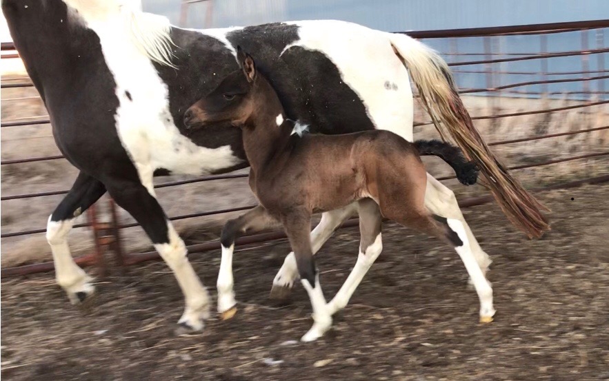 New Half-Peruvian Pinto Spotted Gaited Filly!