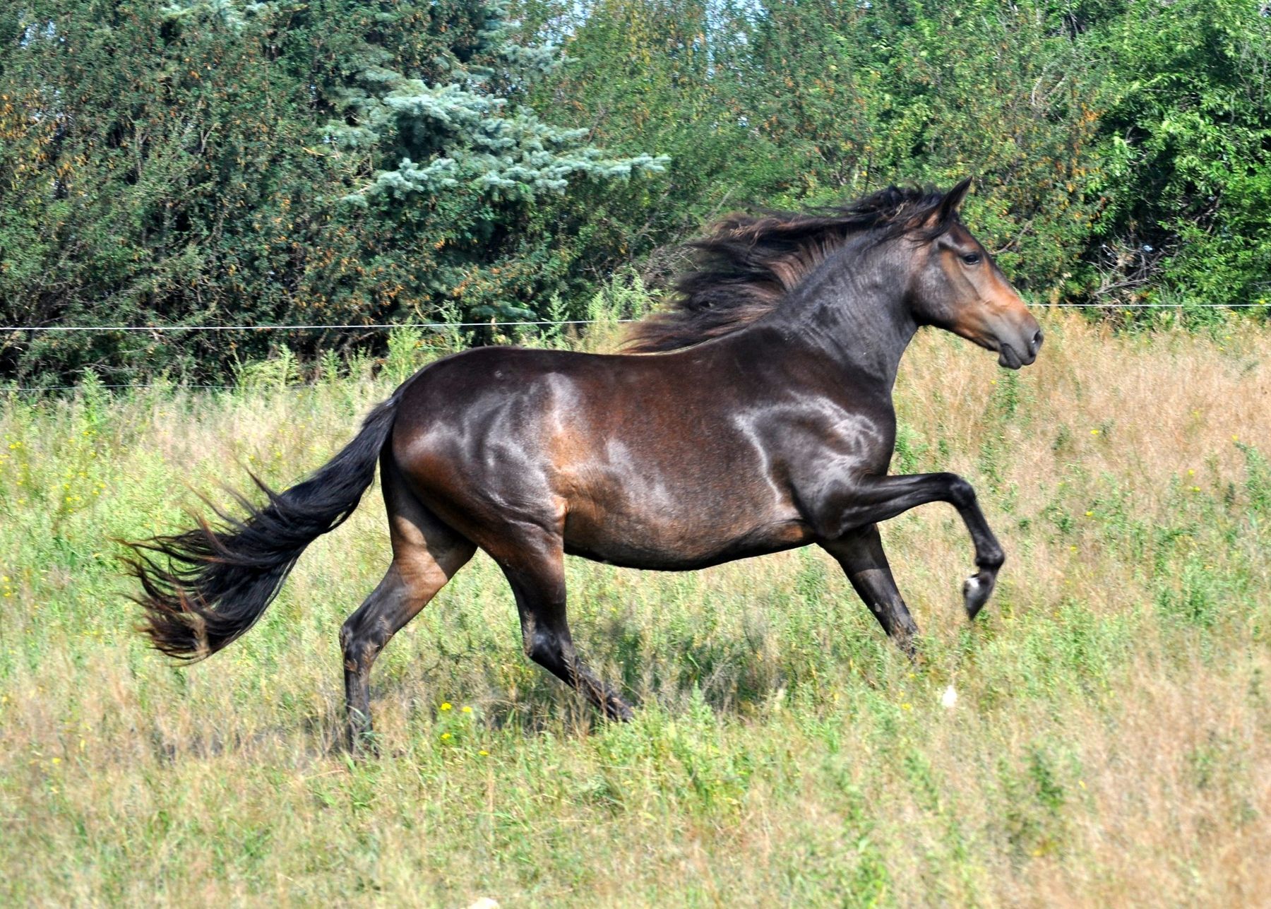 Crescent Moon Ranch Peruvian Gaited Horses