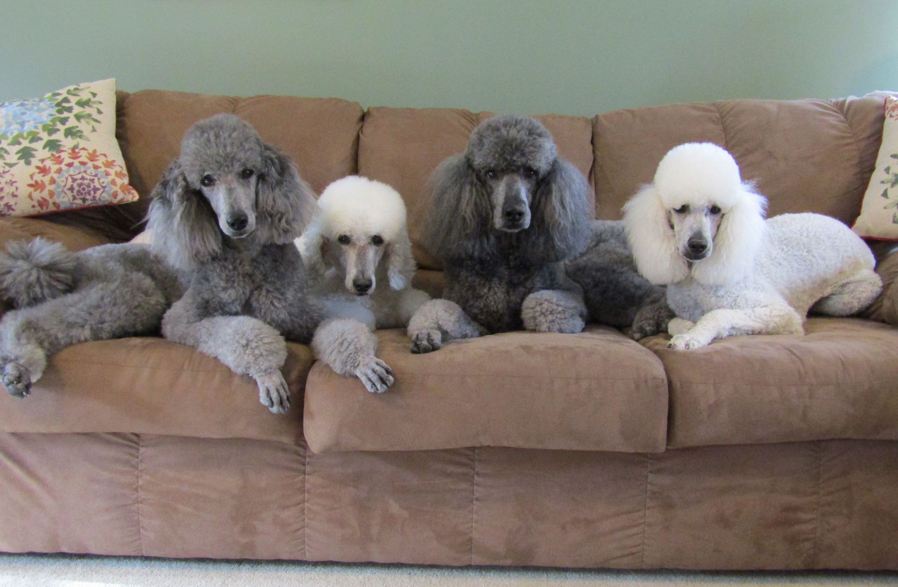 DoeValley Standard Poodles