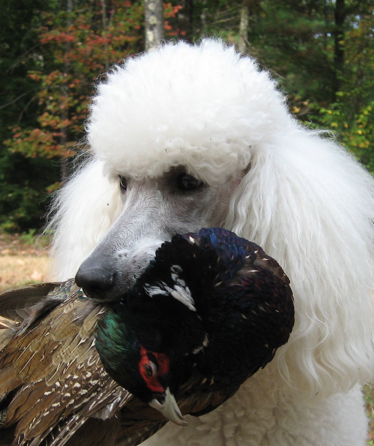 DoeValley Standard Poodles - Hunting & Herding