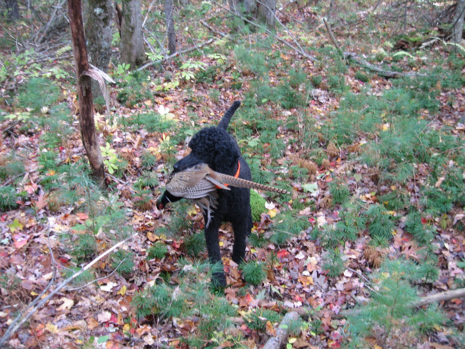 DoeValley Standard Poodles - Hunting & Herding