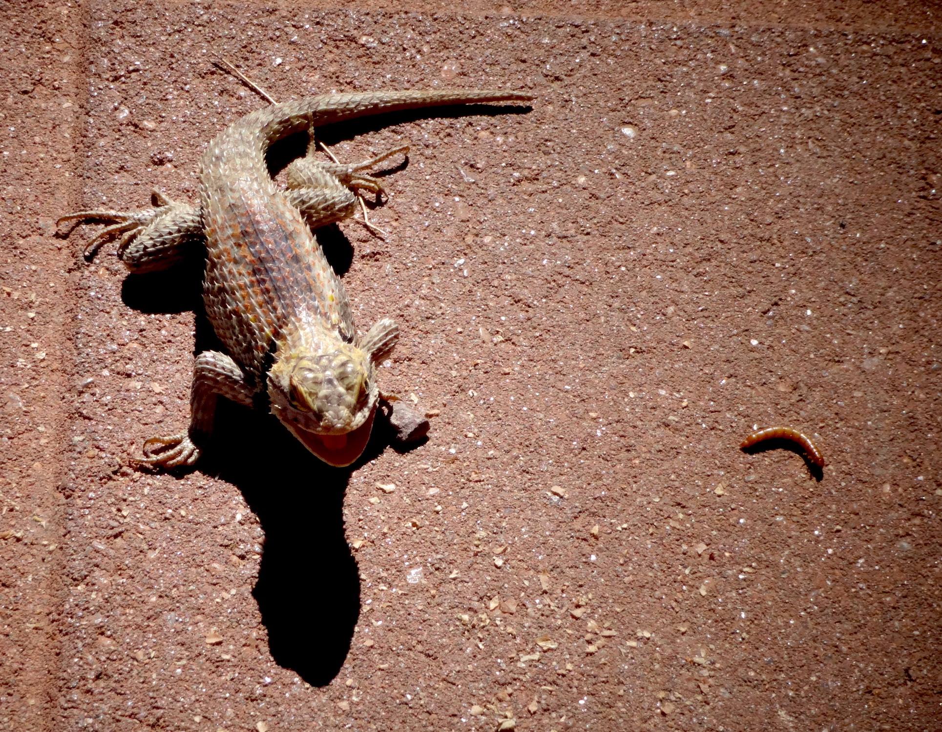 lizard bunch update: the next generation!