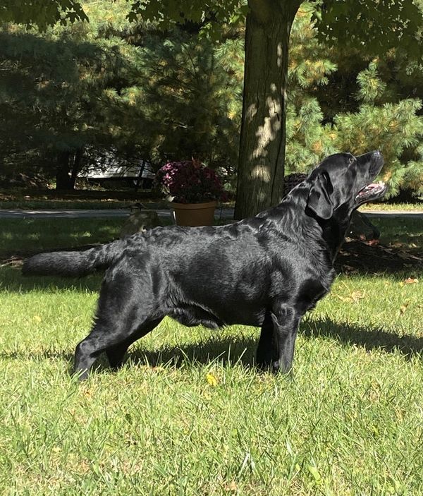 Cherryacre Labradors - Dierks