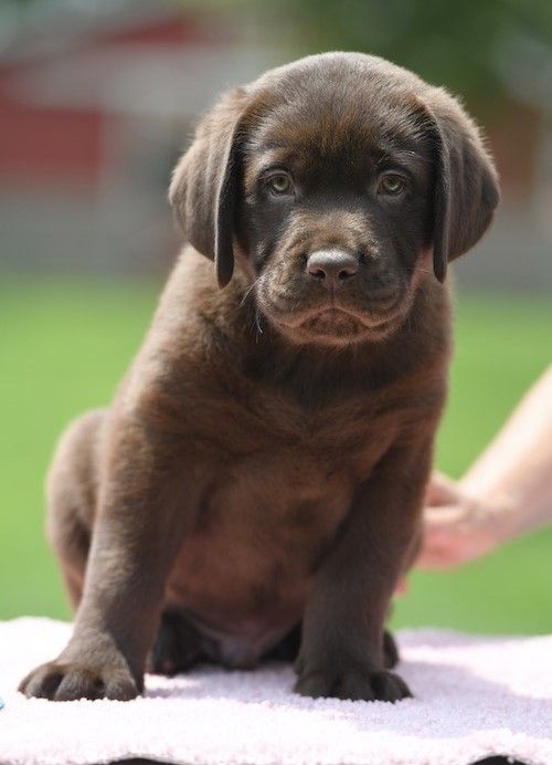 Cherryacre Labradors - Puppies