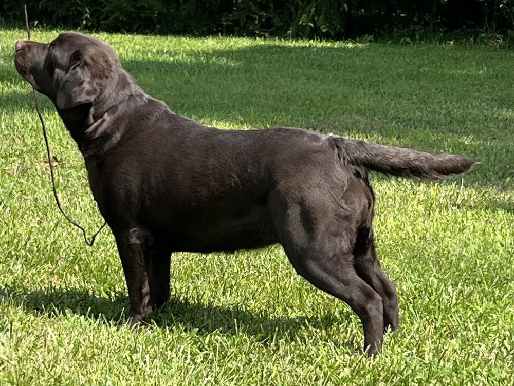 Cherryacre Labradors - Puppies
