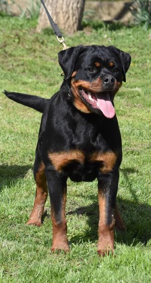 Templinhaus Rottweilers - Current Litters