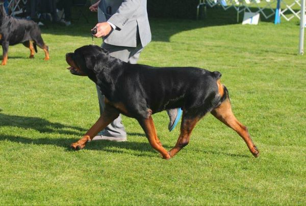 Templinhaus Rottweilers - Gallery