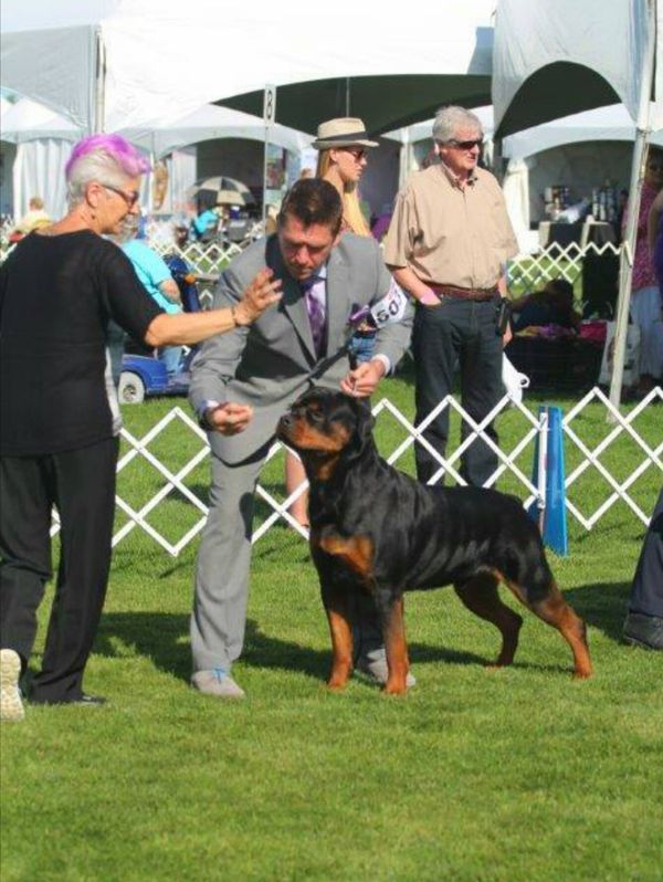 Templinhaus Rottweilers