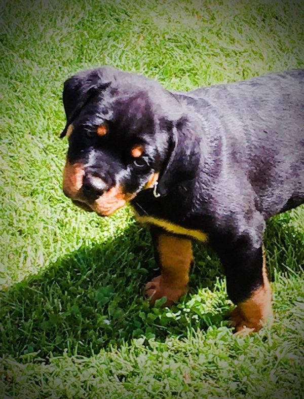 Templinhaus Rottweilers - Gallery