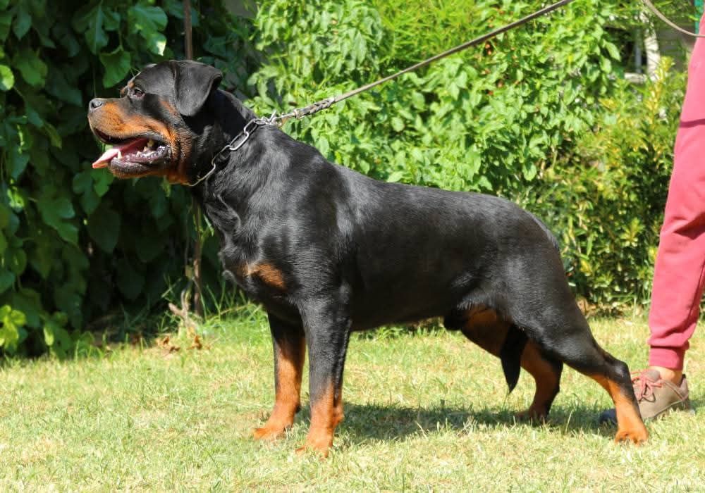 Templinhaus Rottweilers - Current Litters
