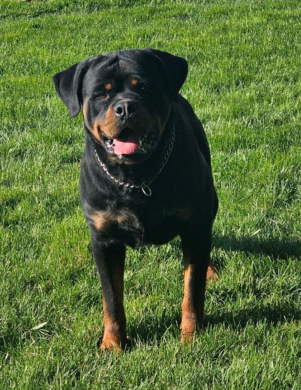 Templinhaus Rottweilers - Current Litters