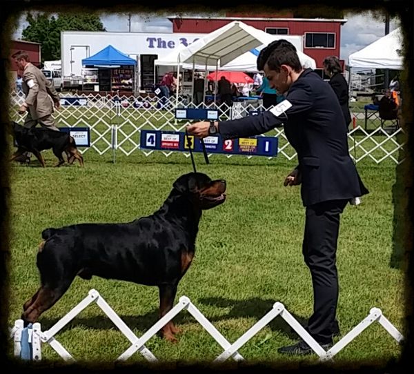 Templinhaus Rottweilers - Gallery