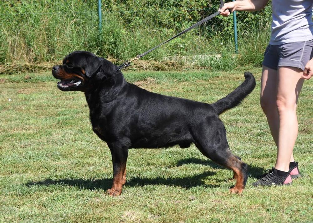 Templinhaus Rottweilers - Current Litters