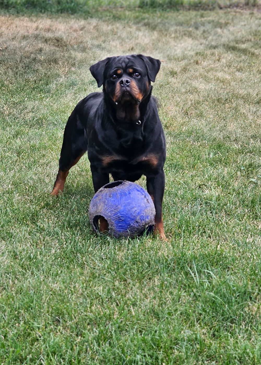 Templinhaus Rottweilers - Current Litters