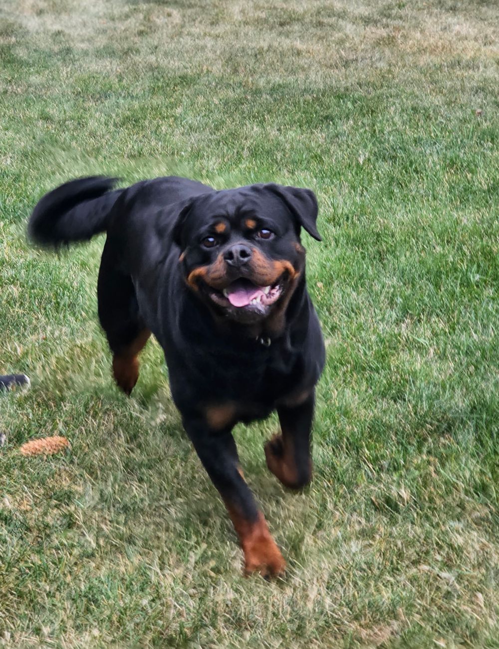 Templinhaus Rottweilers - Current Litters