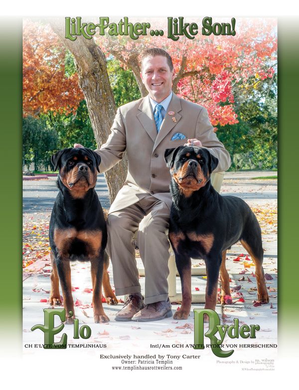 Templinhaus Rottweilers - Gallery