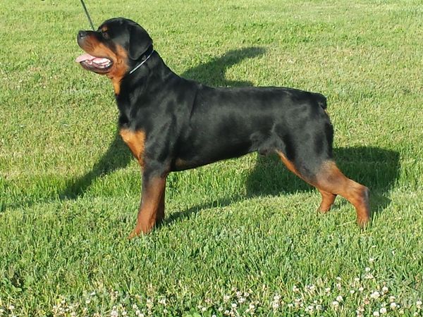 Templinhaus Rottweilers