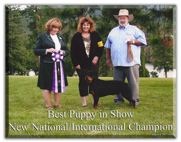 Templinhaus Rottweilers - Gallery