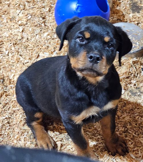 Templinhaus Rottweilers - AVAILABLE YOUTH