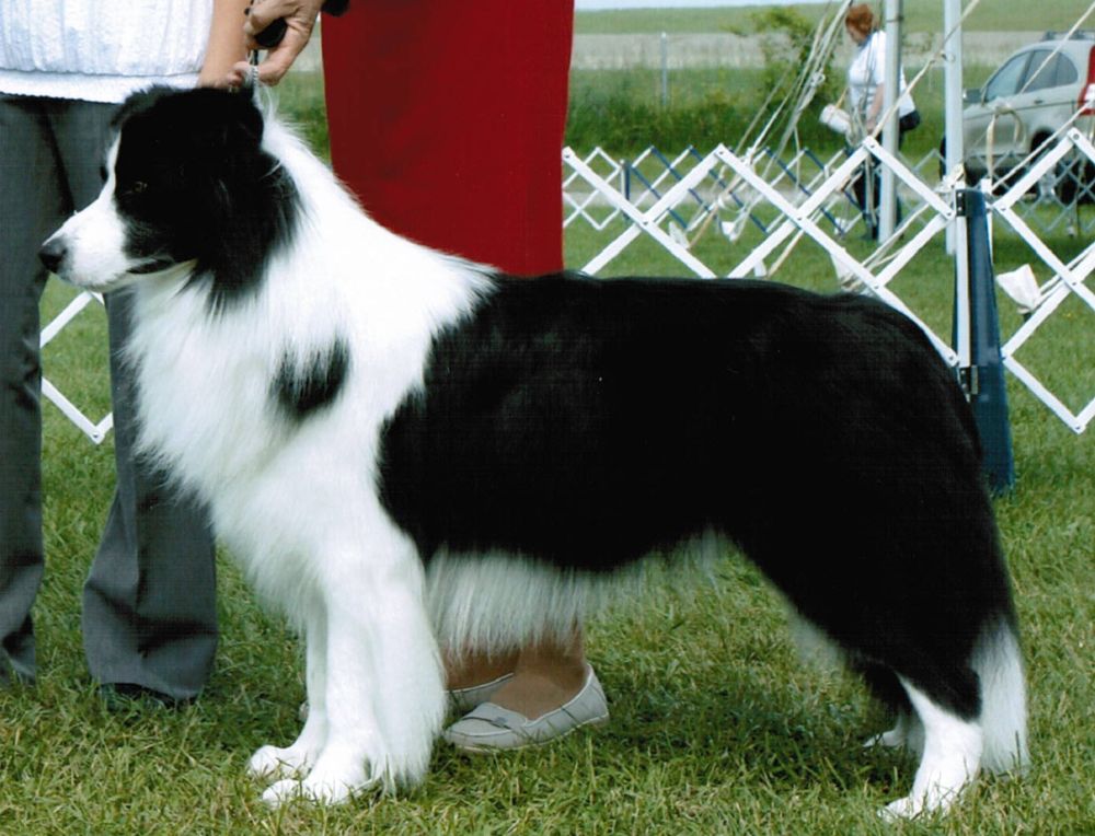 Purebred Black/White Border Collies for Sale | Hollowshot Border Collies