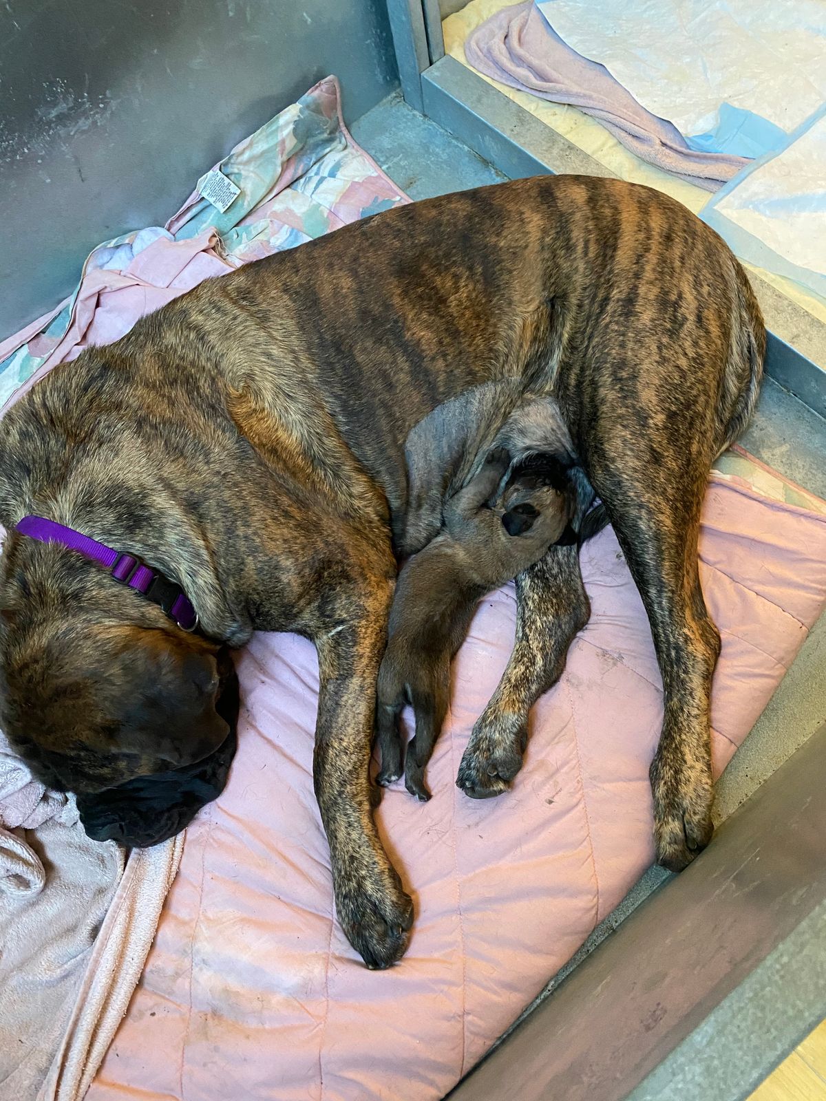 Green Meadow Mastiffs - Ricky Bobby