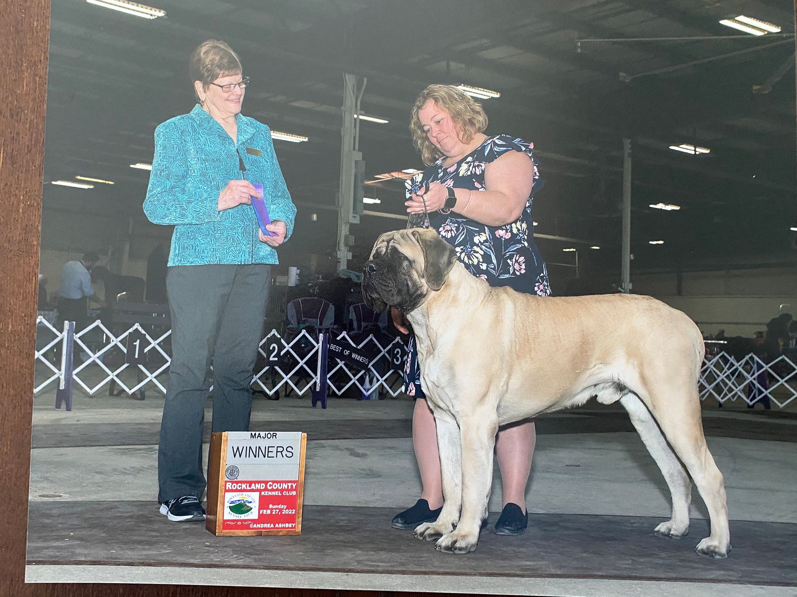 Green Meadow Mastiffs - Ricky Bobby