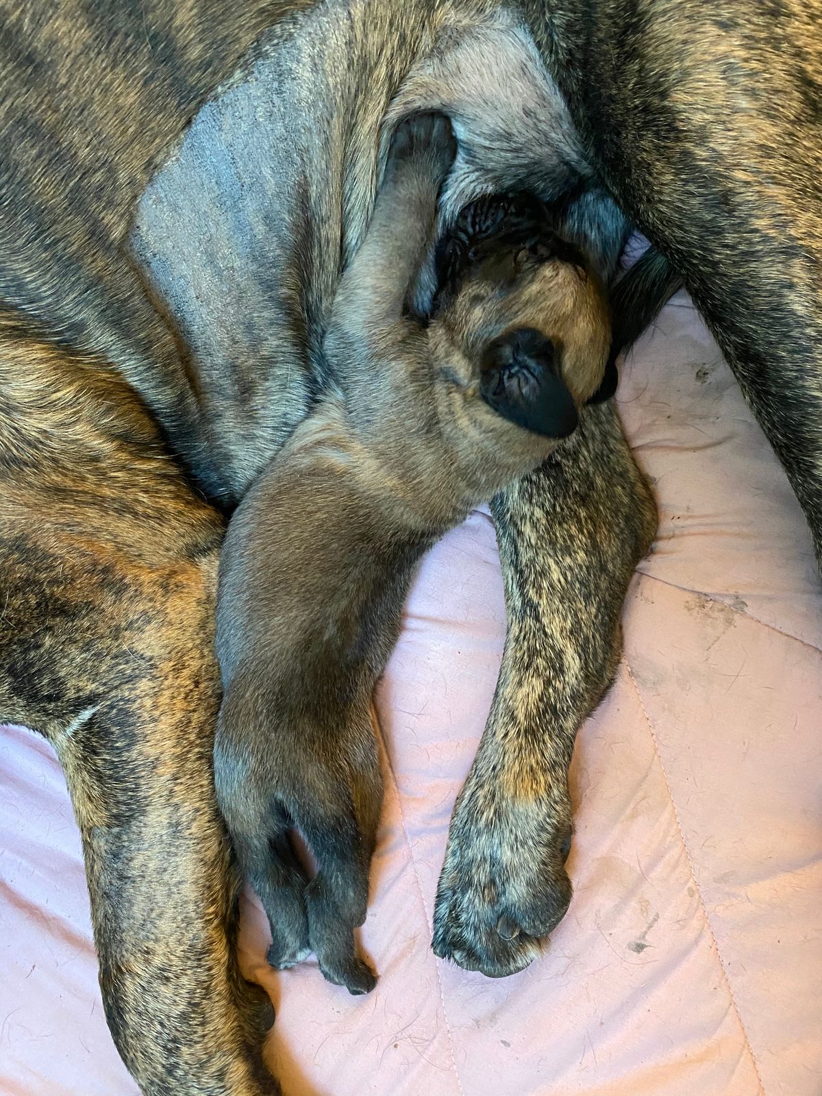 Green Meadow Mastiffs - Ricky Bobby