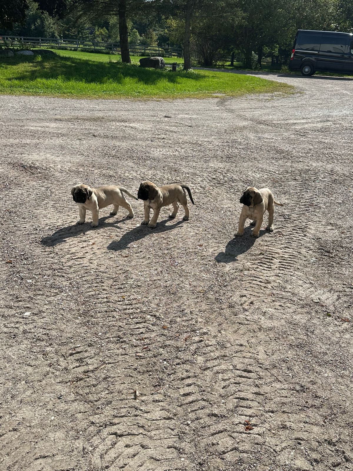 Green Meadow Mastiffs - Em and Ricky Bobby. Born July 15, 2024