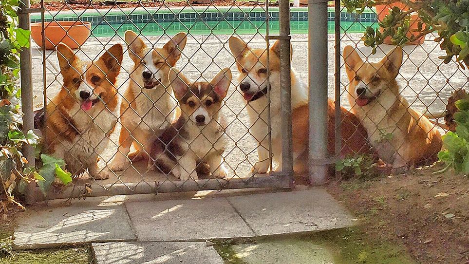 So Cal Corgis