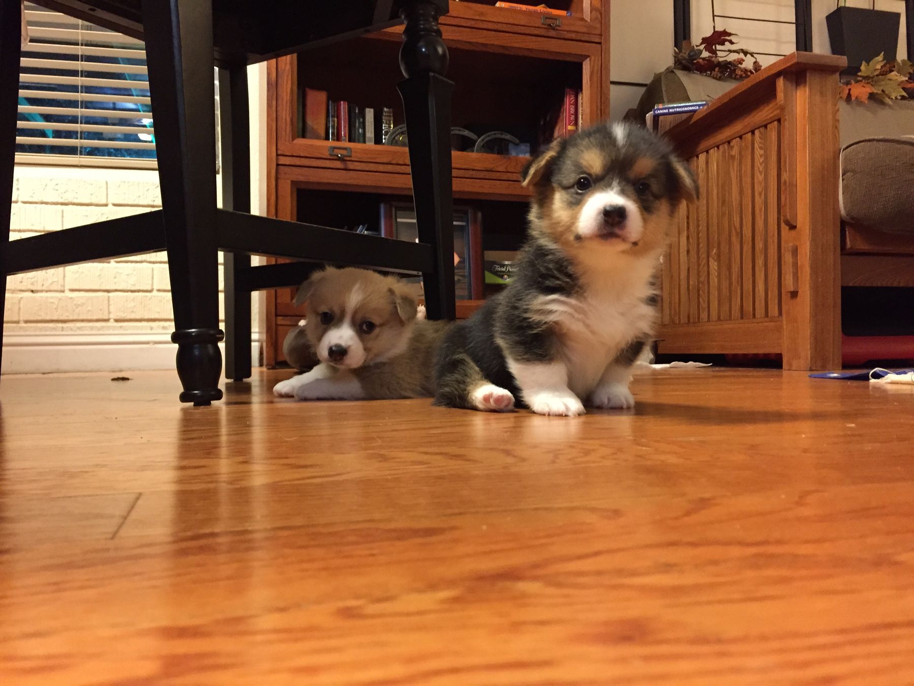So Cal Corgis - Puppies
