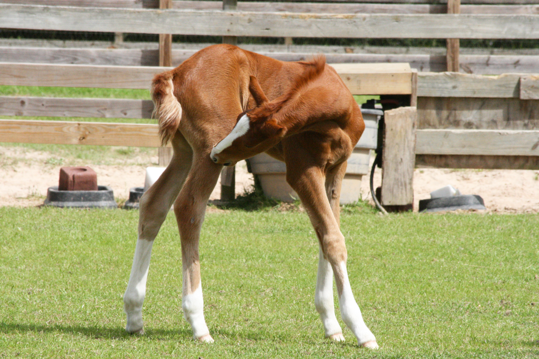 Walkabout Station - Foaling Calculator