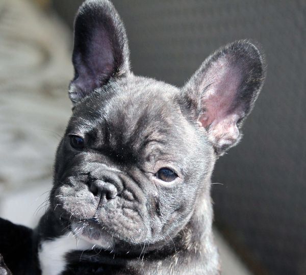 Titan French Bulldogs - Wolf