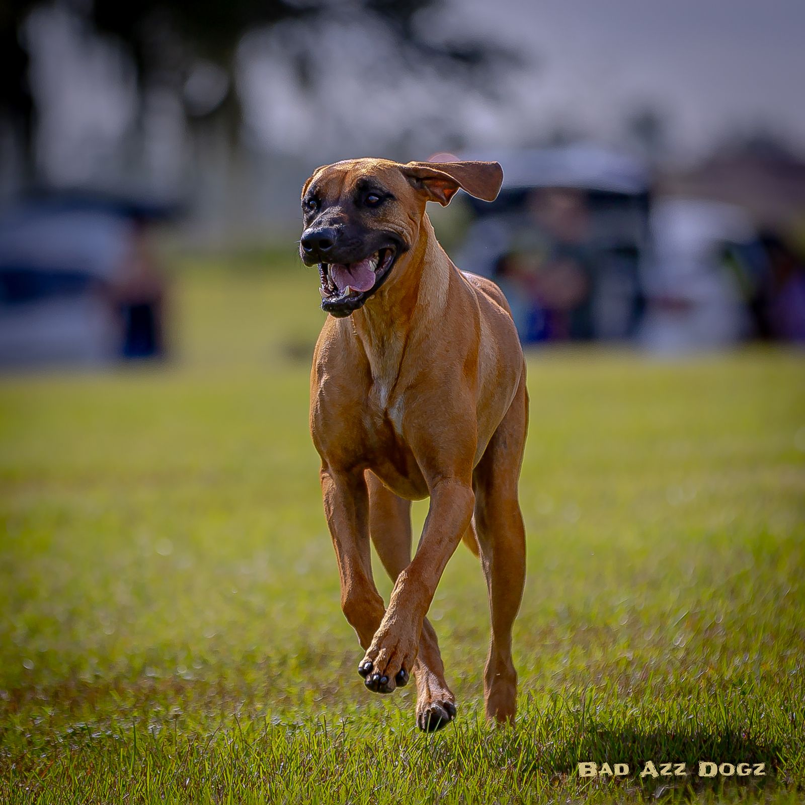 Amber Trace Rhodesian Ridgebacks - Grace