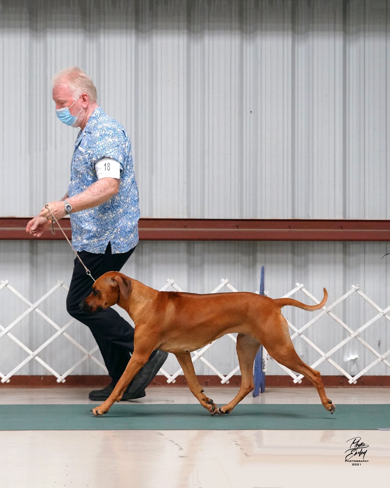 Amber Trace Rhodesian Ridgebacks - Mazey
