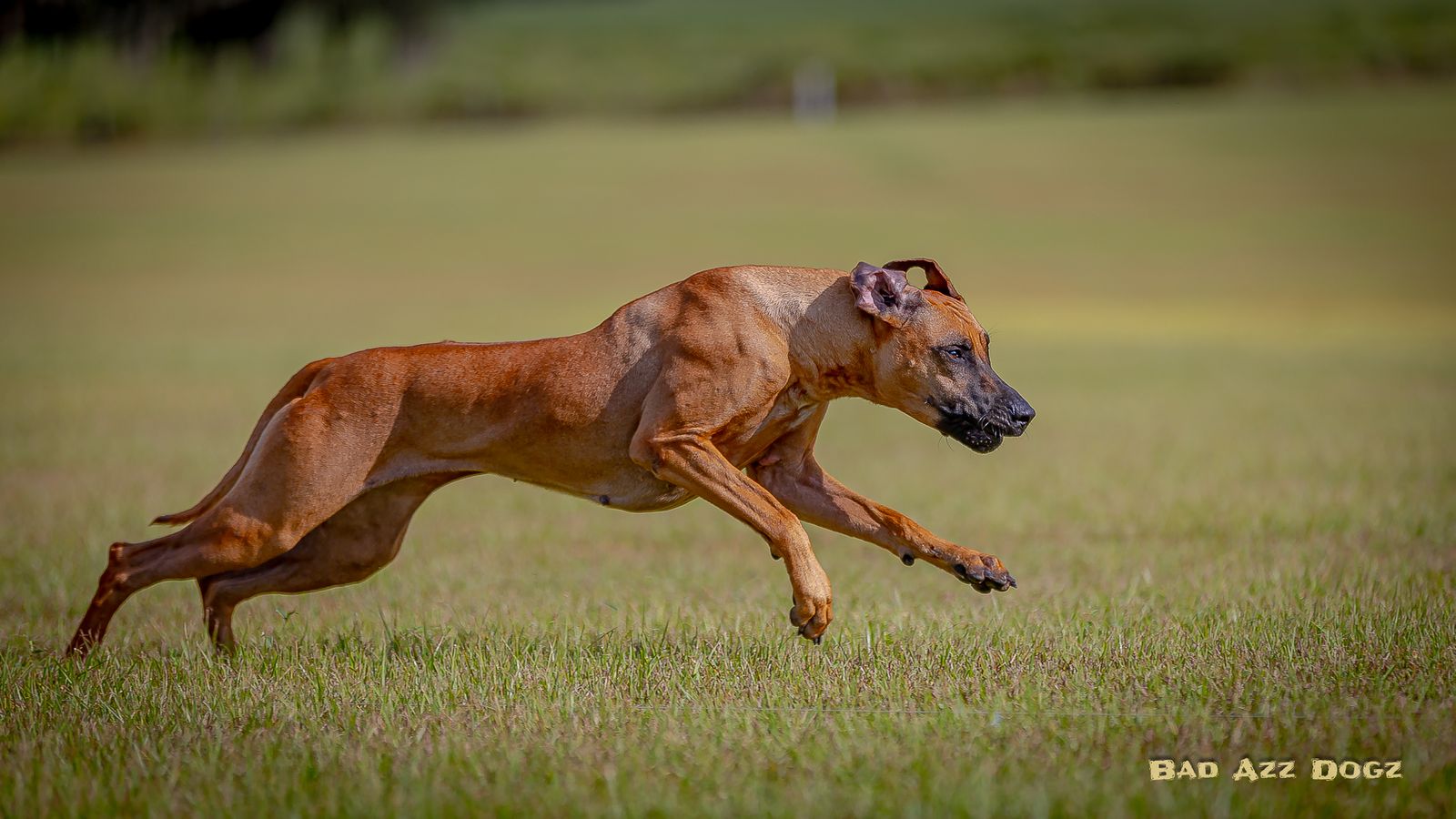 Amber Trace Rhodesian Ridgebacks - Grace